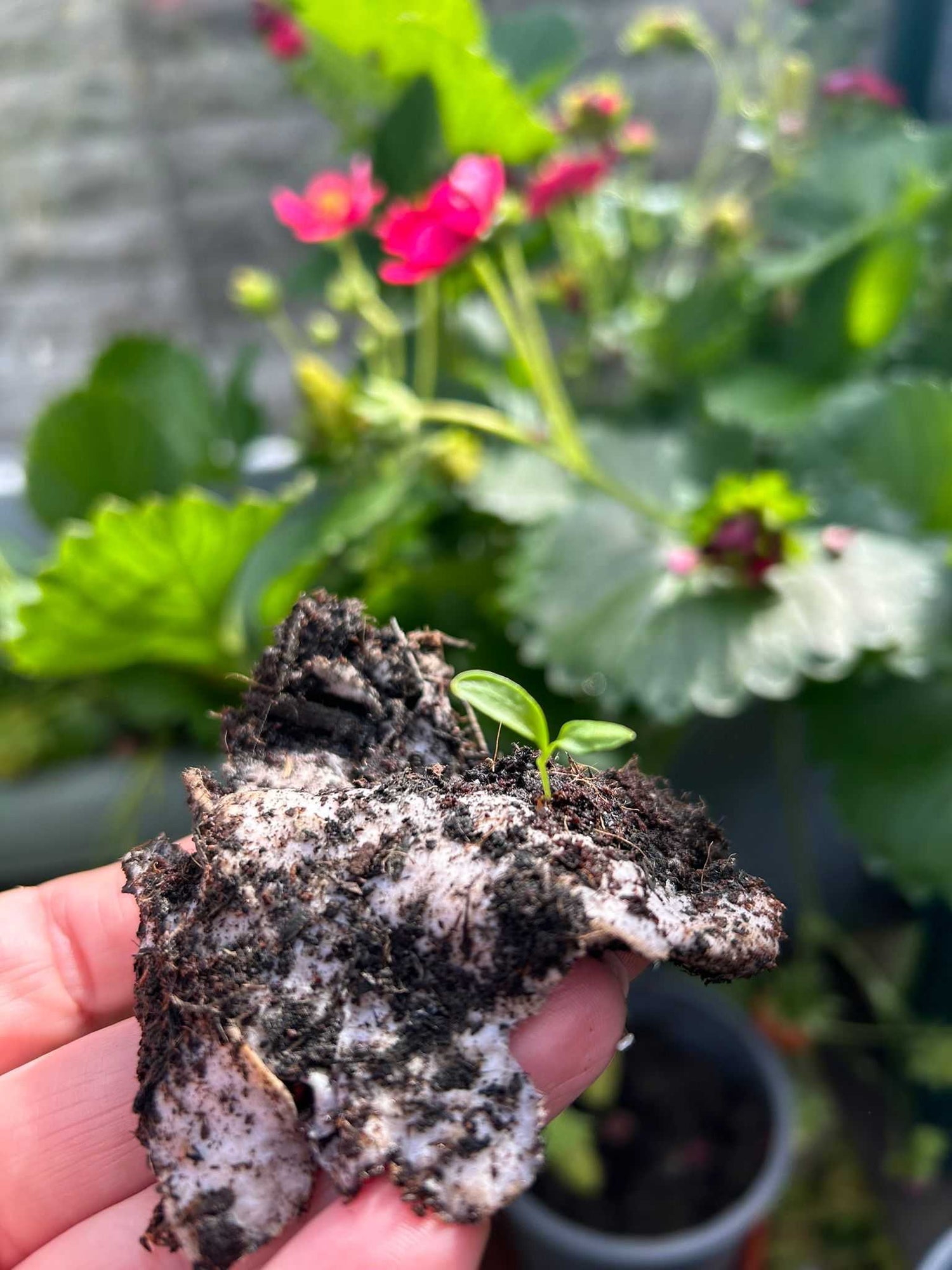 Does Seed Paper Really Grow? Here’s What You Need to Know – Little ...